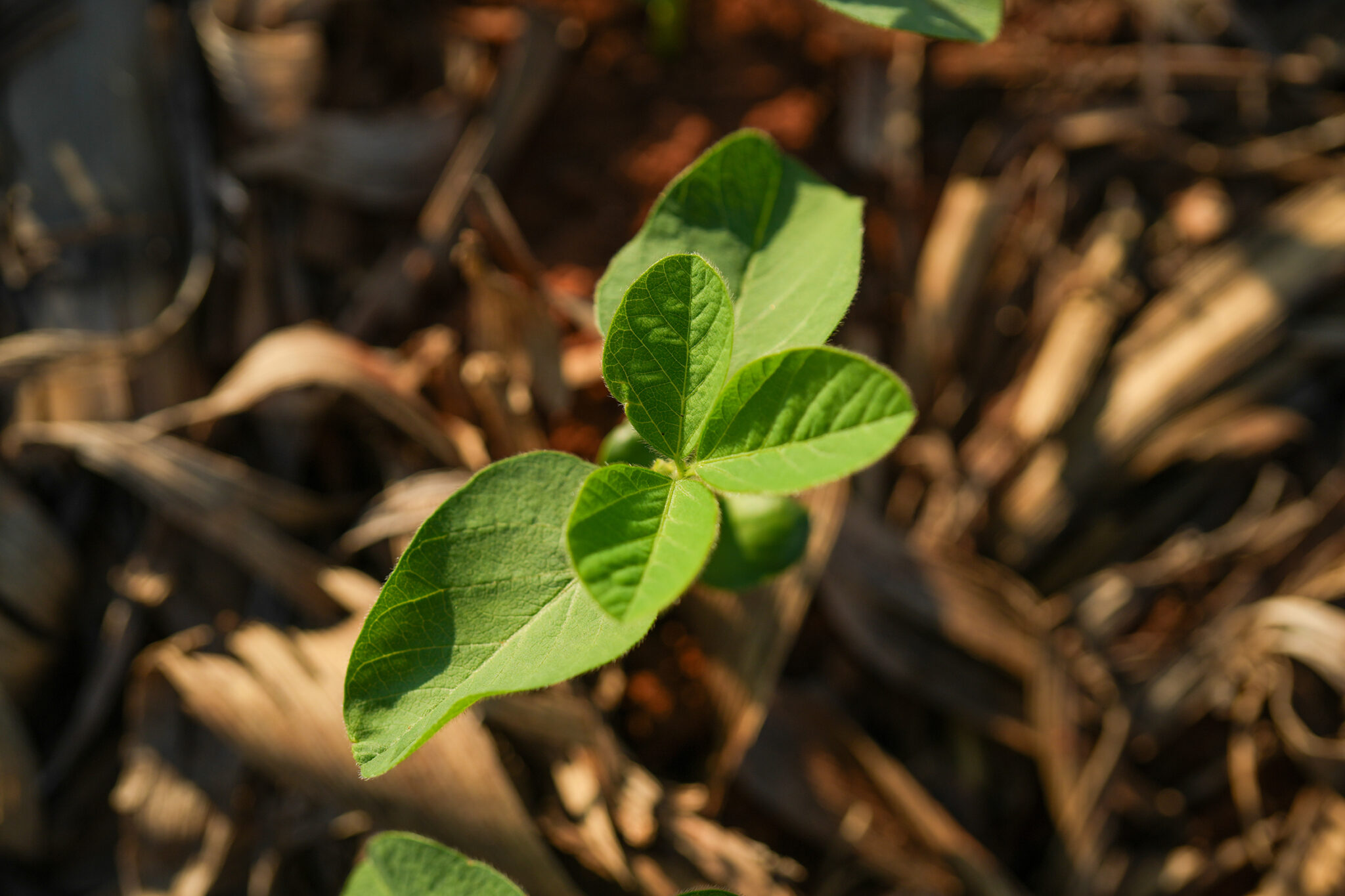 Nimaxxa® – Controle de nematoides e bioestimulação