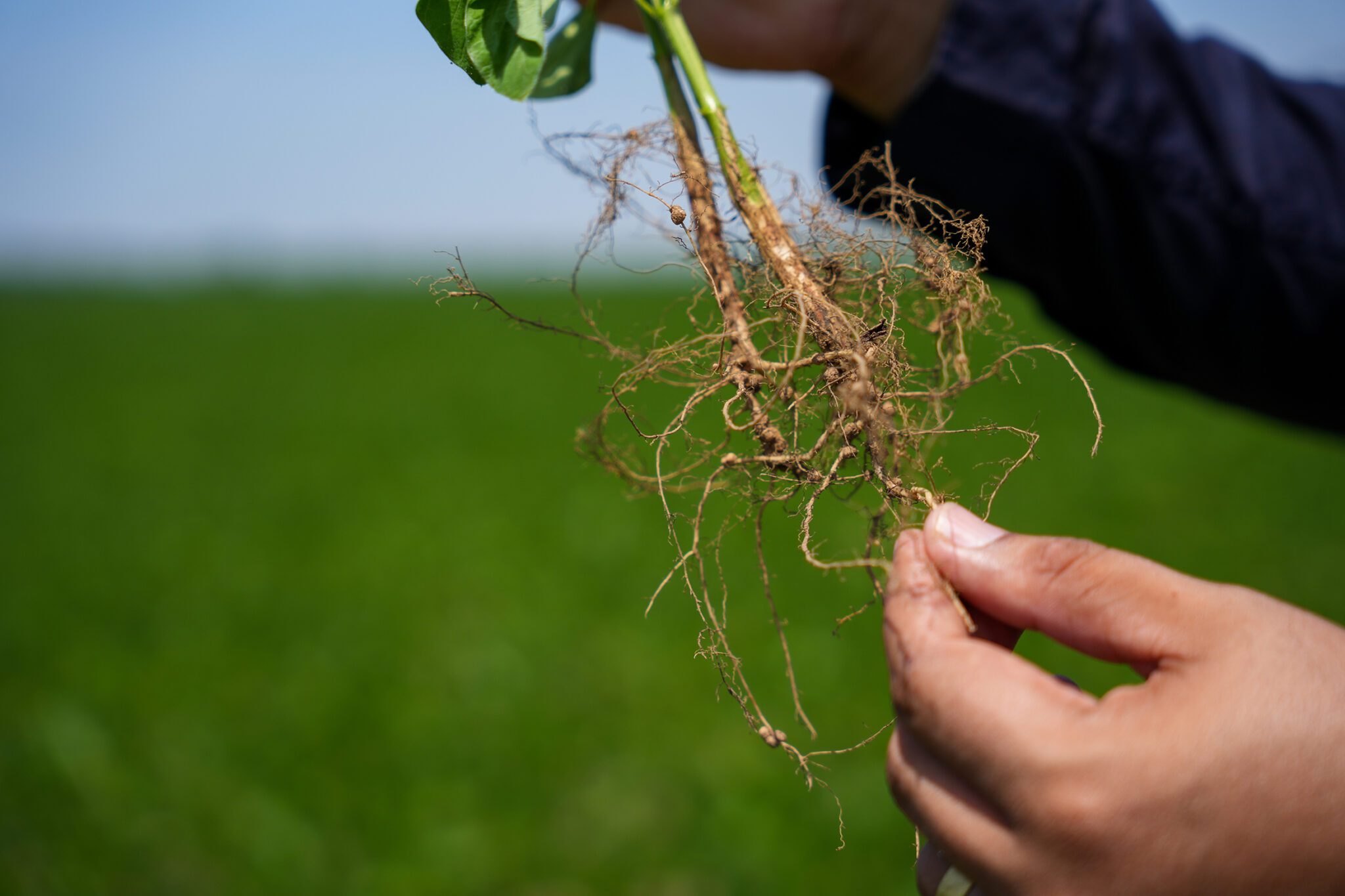 Nimaxxa® – Controle de nematoides e bioestimulação